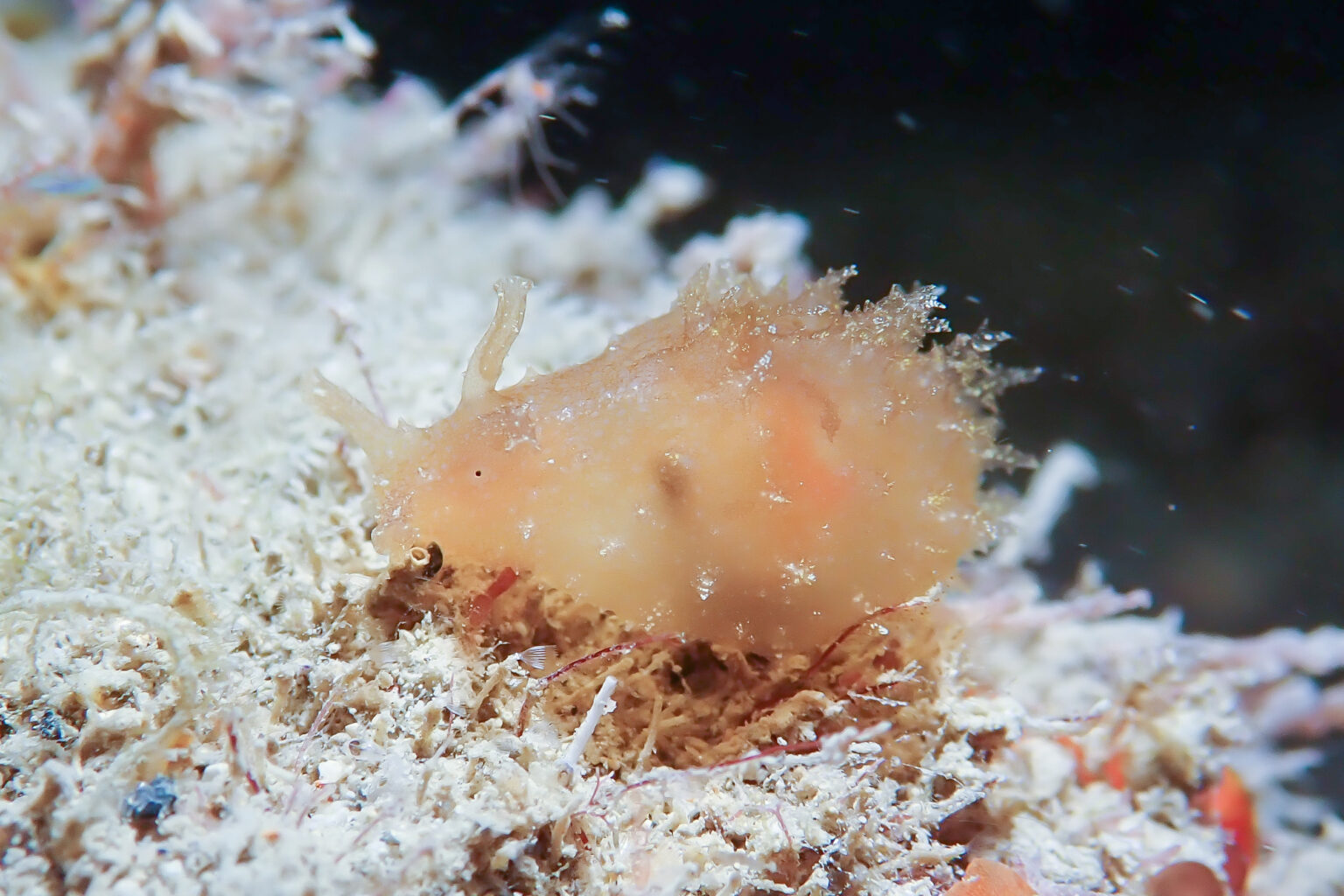フウセンウミウシ Notarchus indicus Schweigger, 1820 | 奄美大島のウミウシ